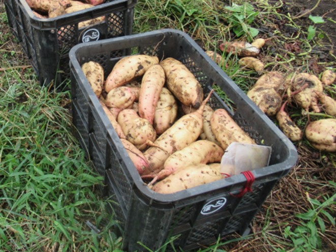 今月のお宝ほしいも - 干し芋（ほしいも・干しいも）のタツマ