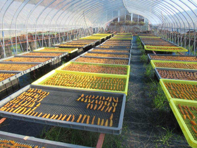 今月のお宝ほしいも - 干し芋（ほしいも・干しいも）のタツマ