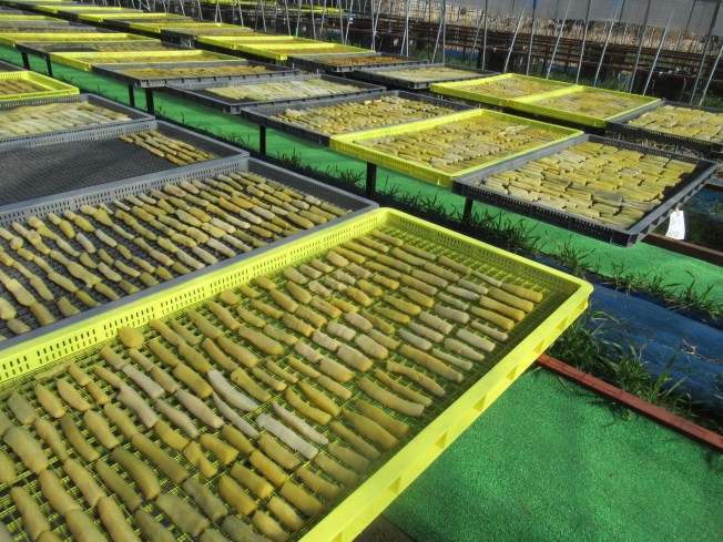 今月のお宝ほしいも - 干し芋（ほしいも・干しいも）のタツマ