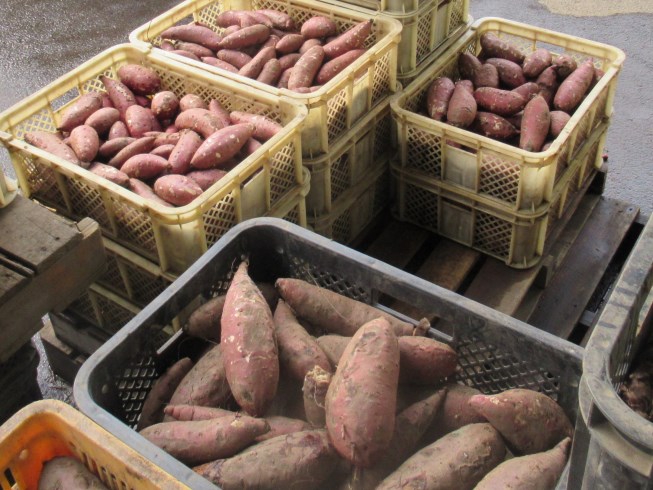 今月のお宝ほしいも - 干し芋（ほしいも・干しいも）のタツマ