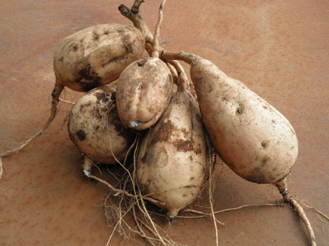 今月のお宝ほしいも - 干し芋（ほしいも・干しいも）のタツマ
