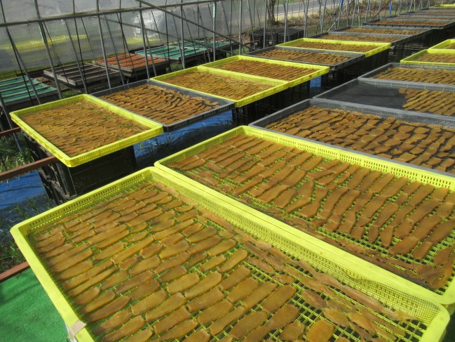 今月のお宝ほしいも - 干し芋（ほしいも・干しいも）のタツマ