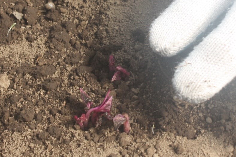 今月のお宝ほしいも - 干し芋（ほしいも・干しいも）のタツマ